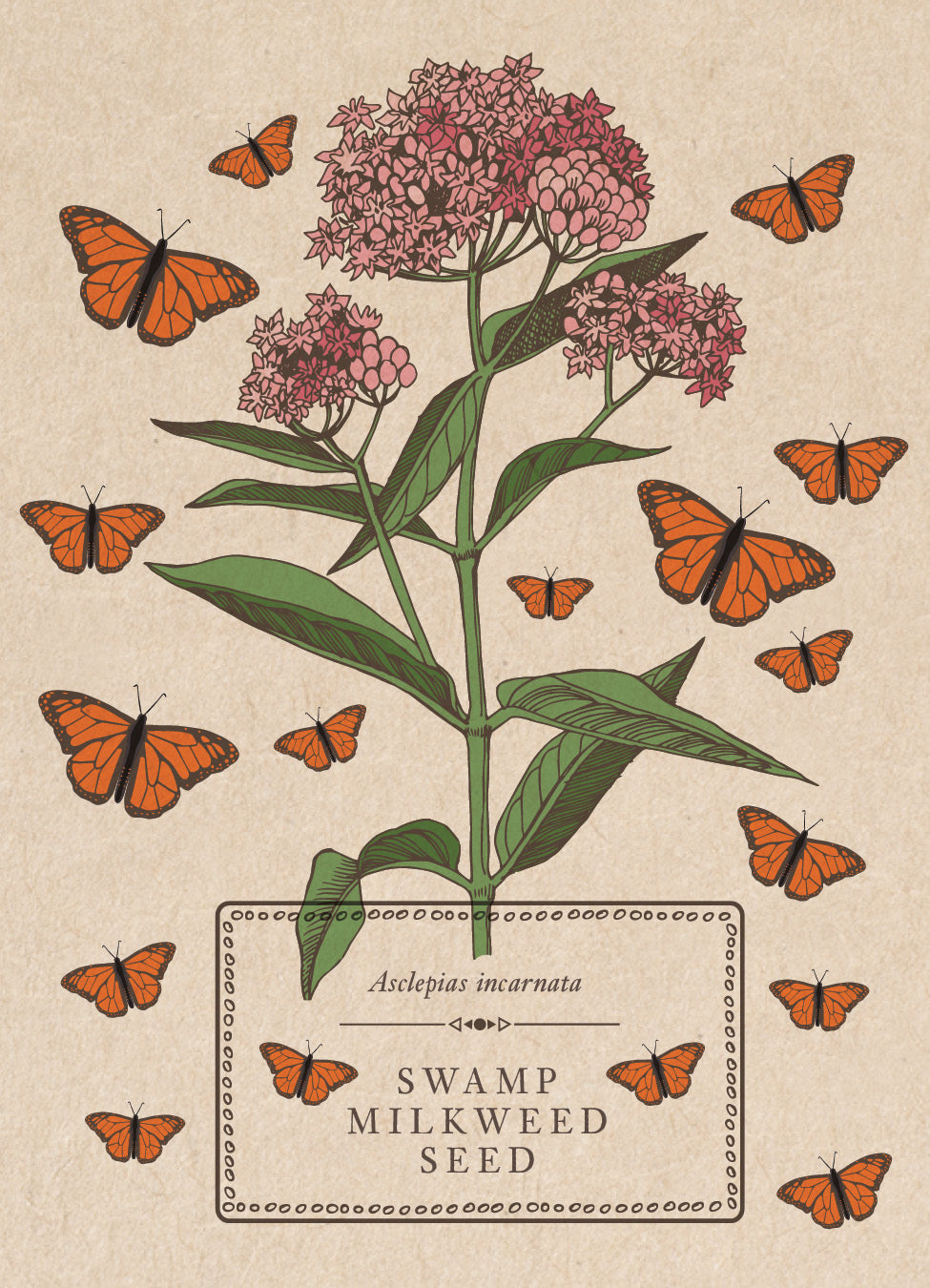 Swamp Milkweed Seeds swamp-milkweed-seeds