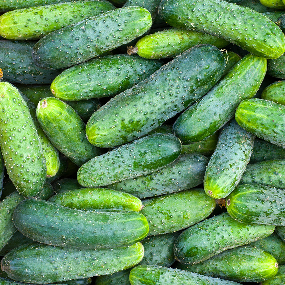 Kitchen Garden Seed Packet Kit with Carrot, Lettuce, Tomato, and more ...