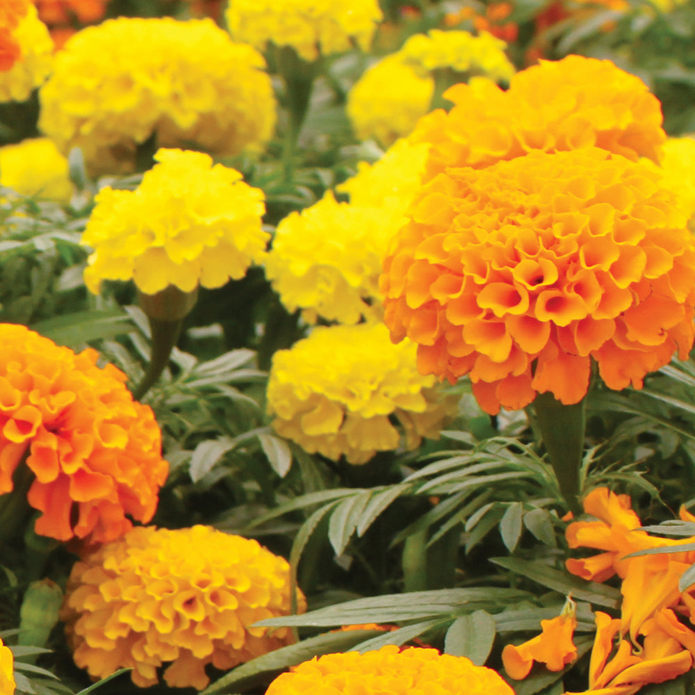 Flowers Seed Packet - Kit | Bentley Seeds