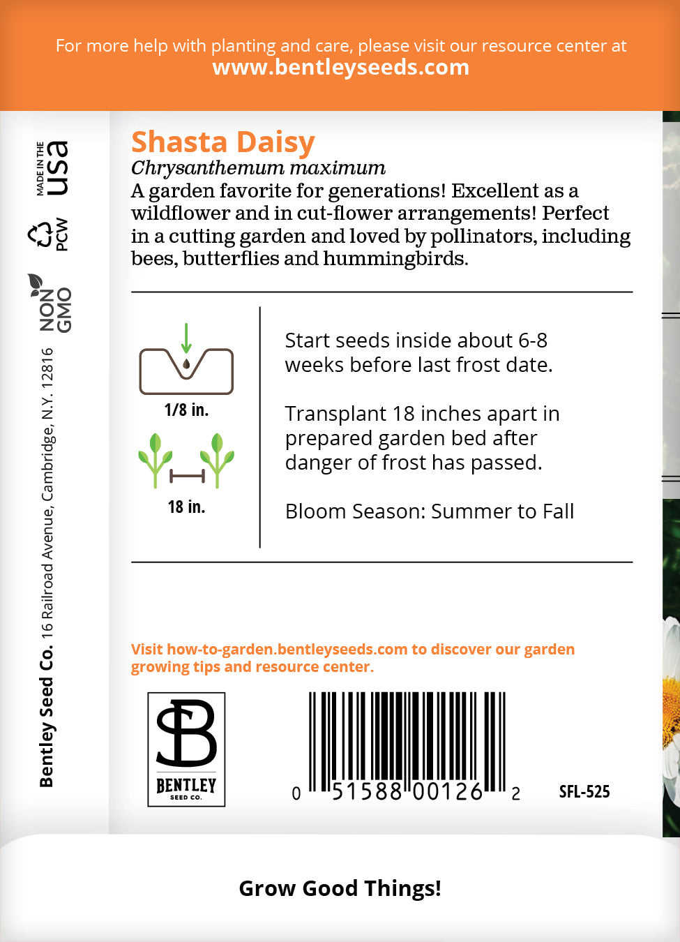 Daisy, Shasta Daisy Seed Packets | Bentley Seeds