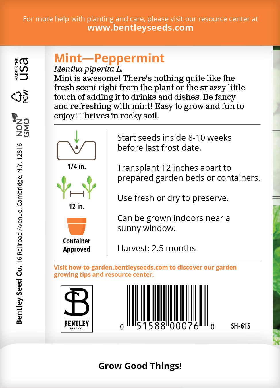Mint Seed, By the Packet or Bulk - Bentley Seeds