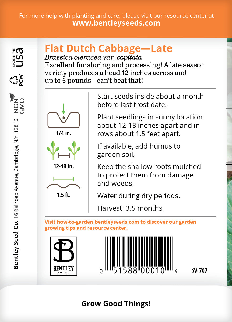 Cabbage, Late Flat Dutch Seed Packets | Bentley Seeds