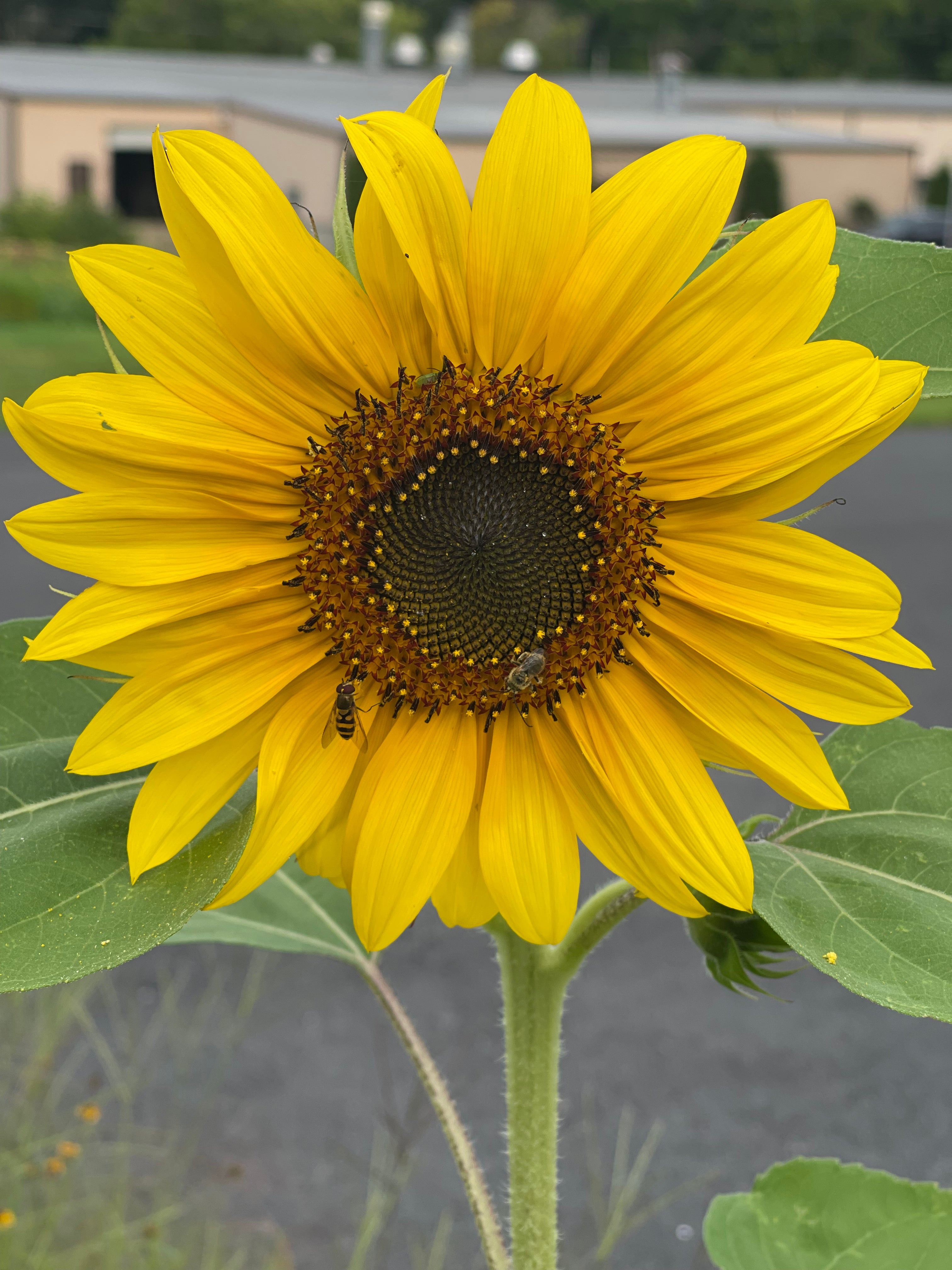 Sunflower, Sunspot Dwarf Seed Packets Organic Seeds Vibrant Blooms ...