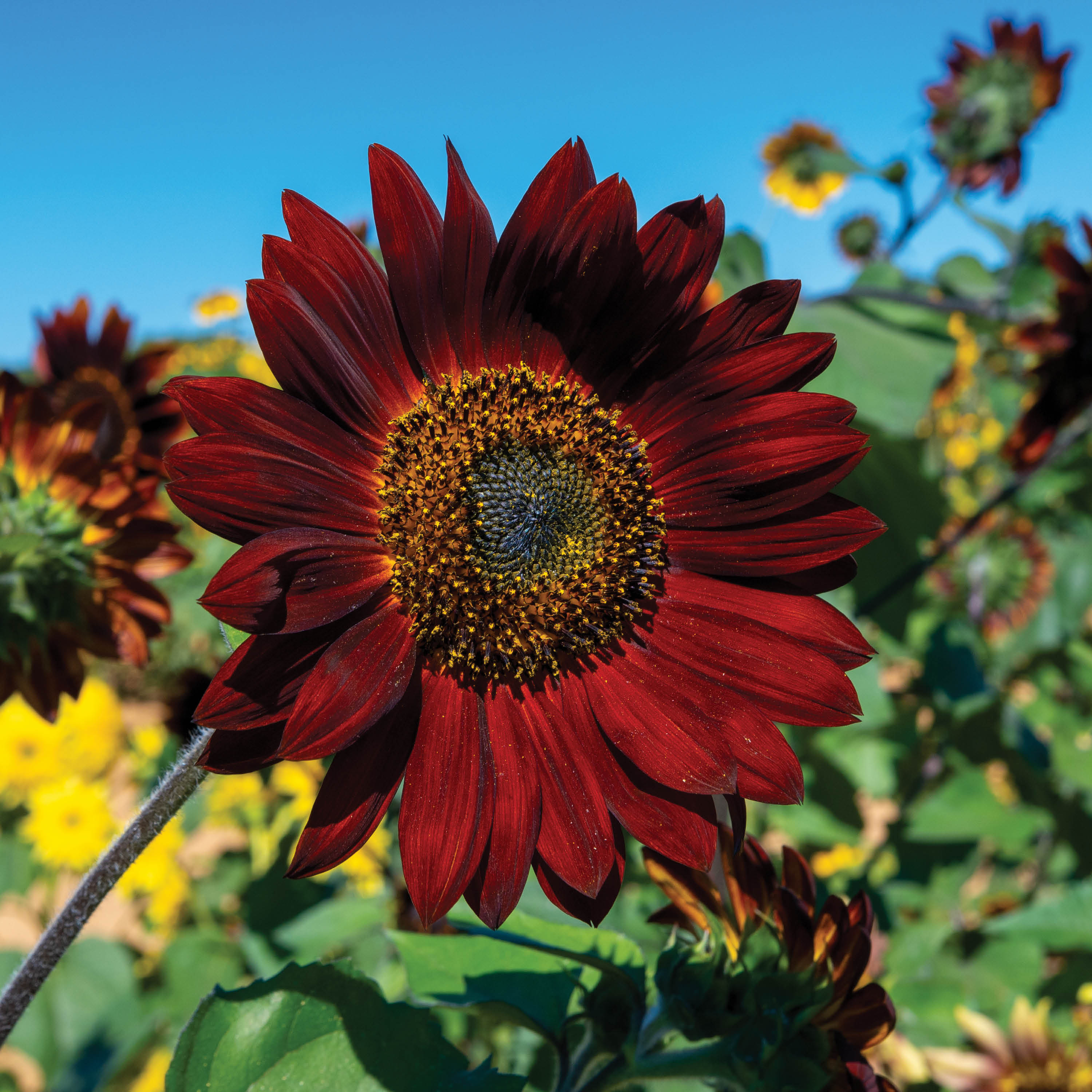 Sunflower, Velvet Queen Seed Packets | Bentley Seeds