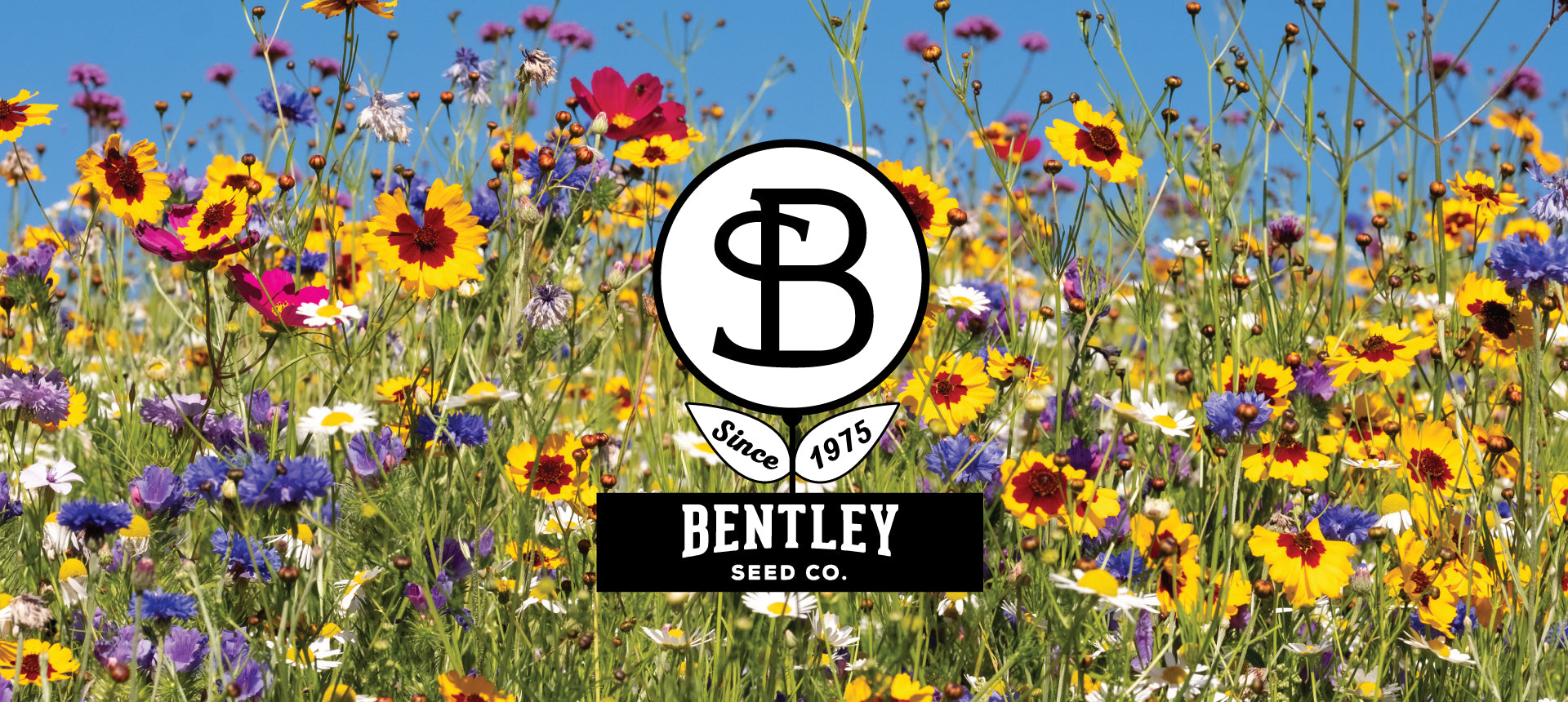 Buy Non-GMO Vegetable, Herb & Flower Seeds | Bentley Seeds