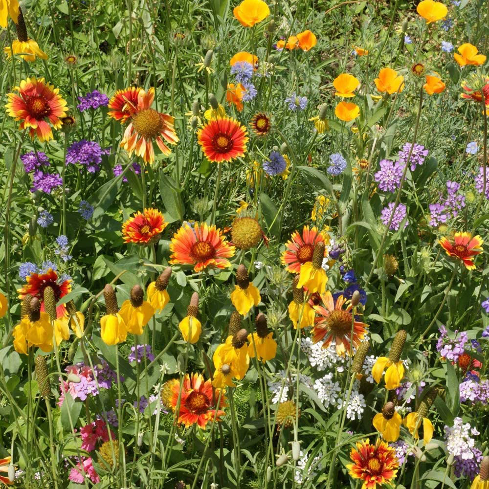 Western Wildflower Mix Seed Packets | Bentley Seeds