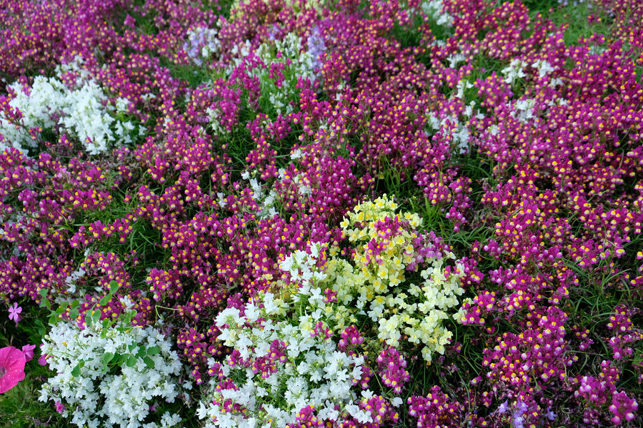Flower Seeds For Sale - Flower Seed Packets – Bentley Seeds
