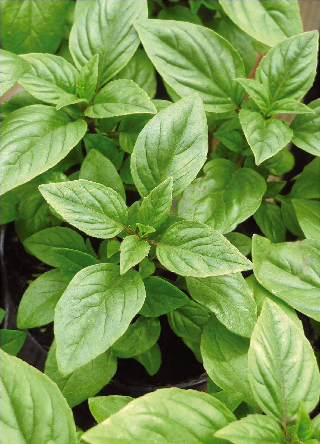 Basil, Lemon Seed Packets | Bentley Seeds