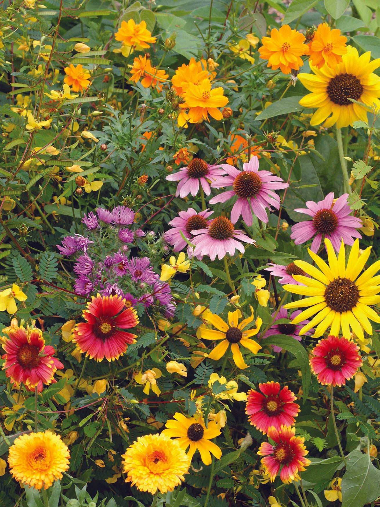 Make My Heart Flutter - Bird and Butterfly Wildflower Mix Seed Packets ...