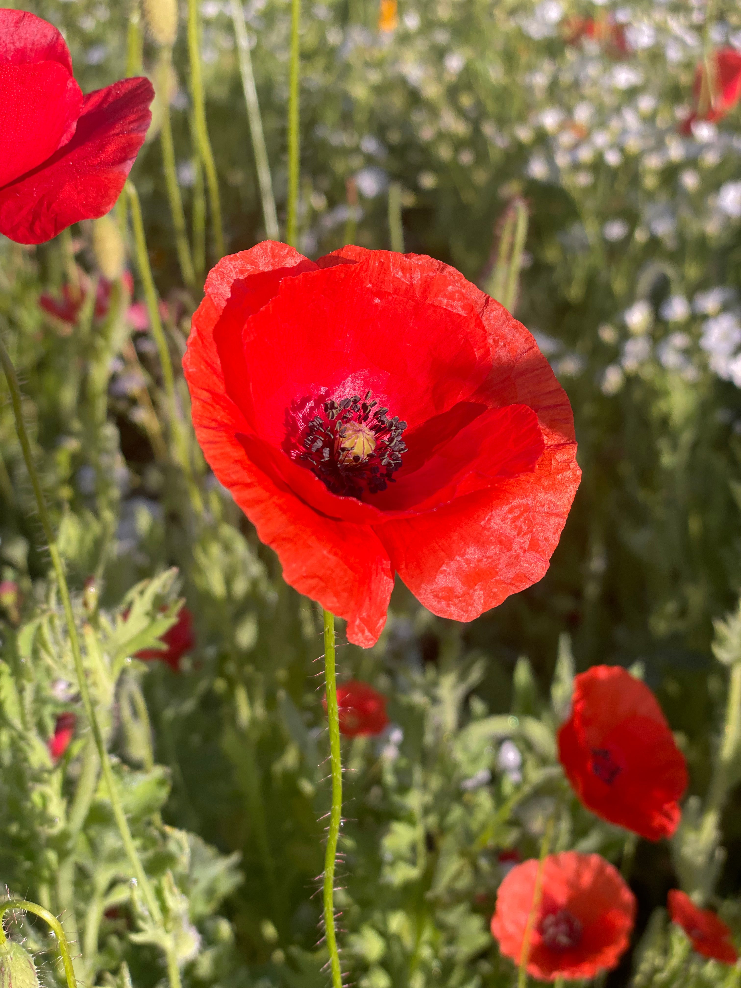 Memorial Cardinal - Flanders Poppy Seed Packets | Bentley Seeds
