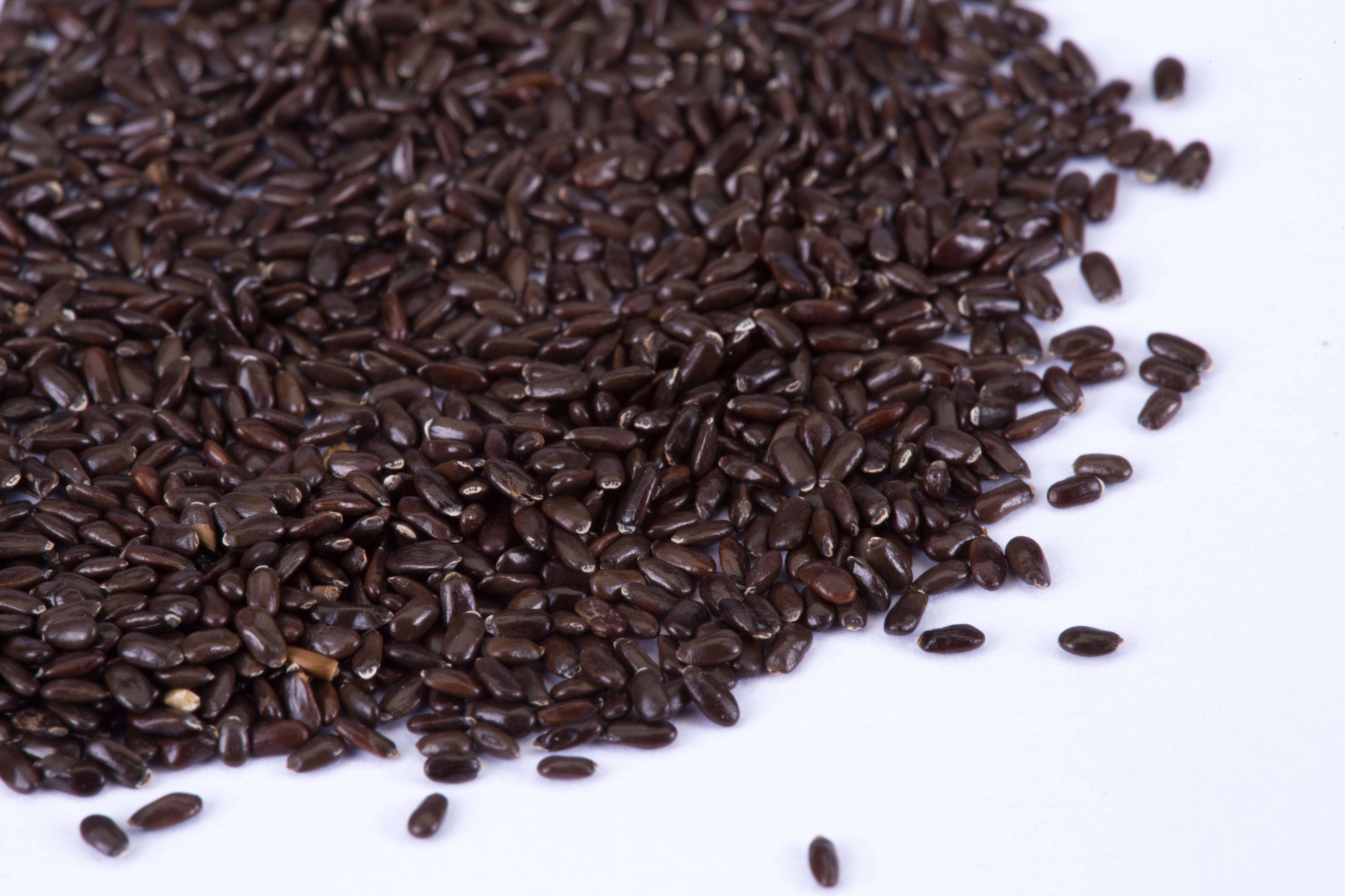 Lavender Seed Packets – Bentley Seeds