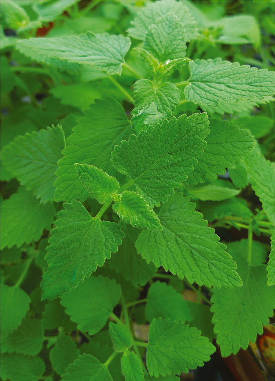 Lemon Balm Seed Packets | Bentley Seeds