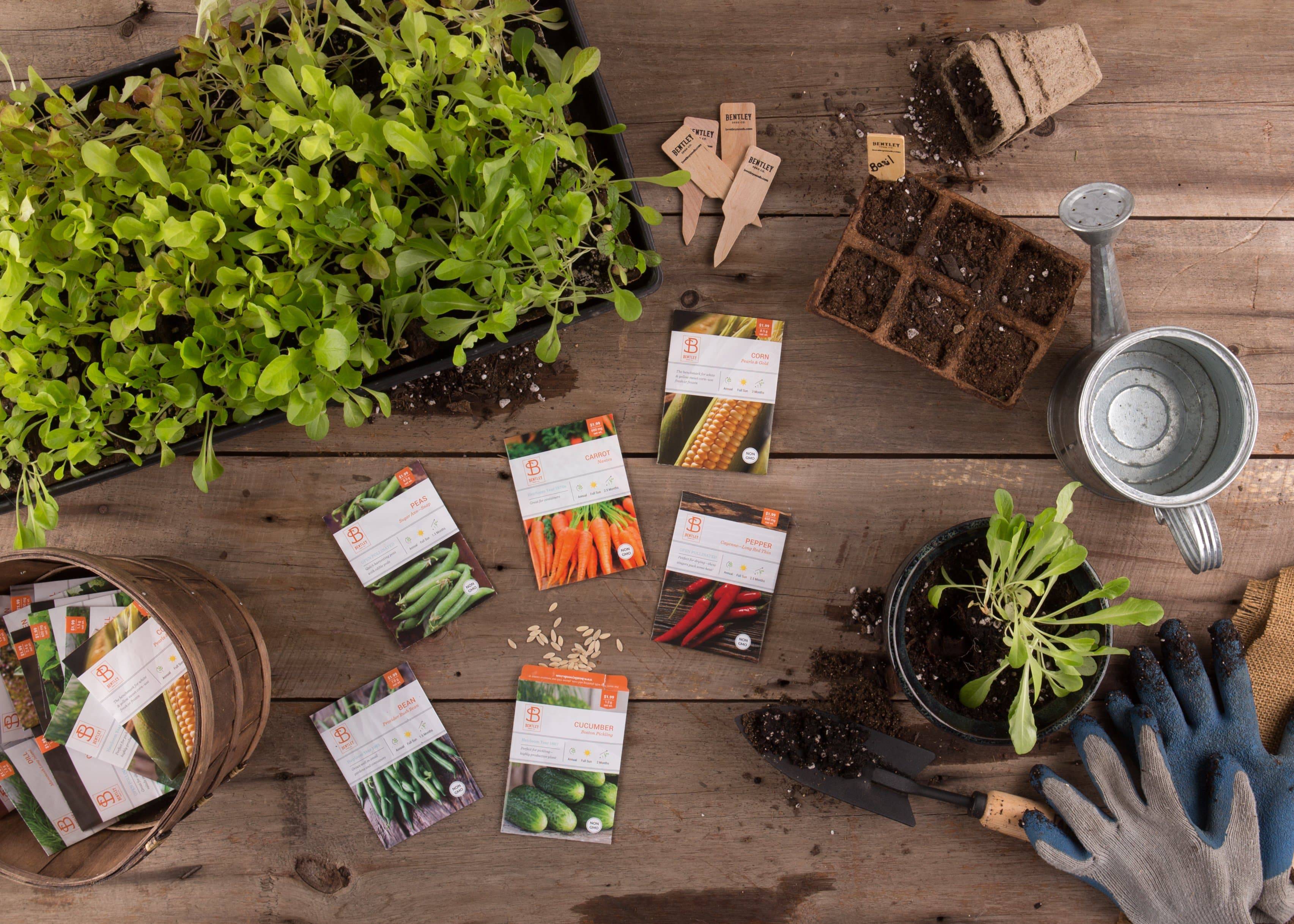 Bentley Seed Set of 20 Vegetable Seed Packets with Peas Corn and more ...