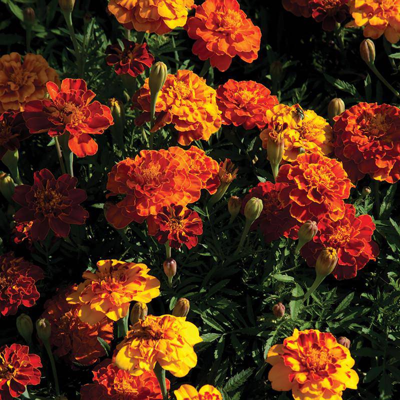 Marigold, Dwarf French Mix Seed Packets Heirloom Seeds Shade Tolerant ...