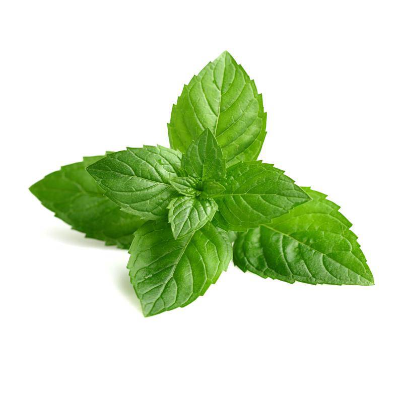 Mint Seed, By the Packet or Bulk - Bentley Seeds