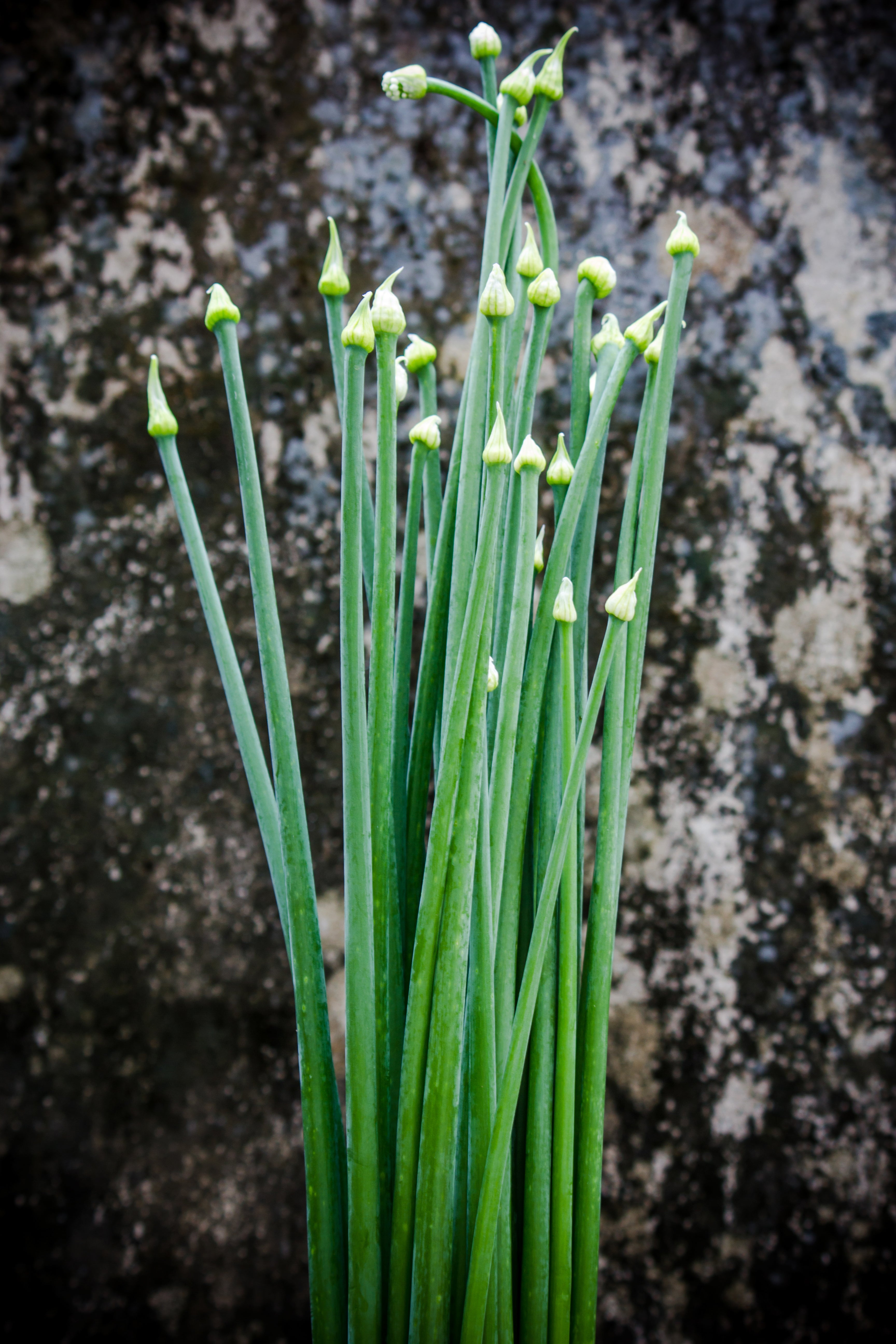 Garlic Chives Seed, By the Packet or Bulk - Bentley Seeds