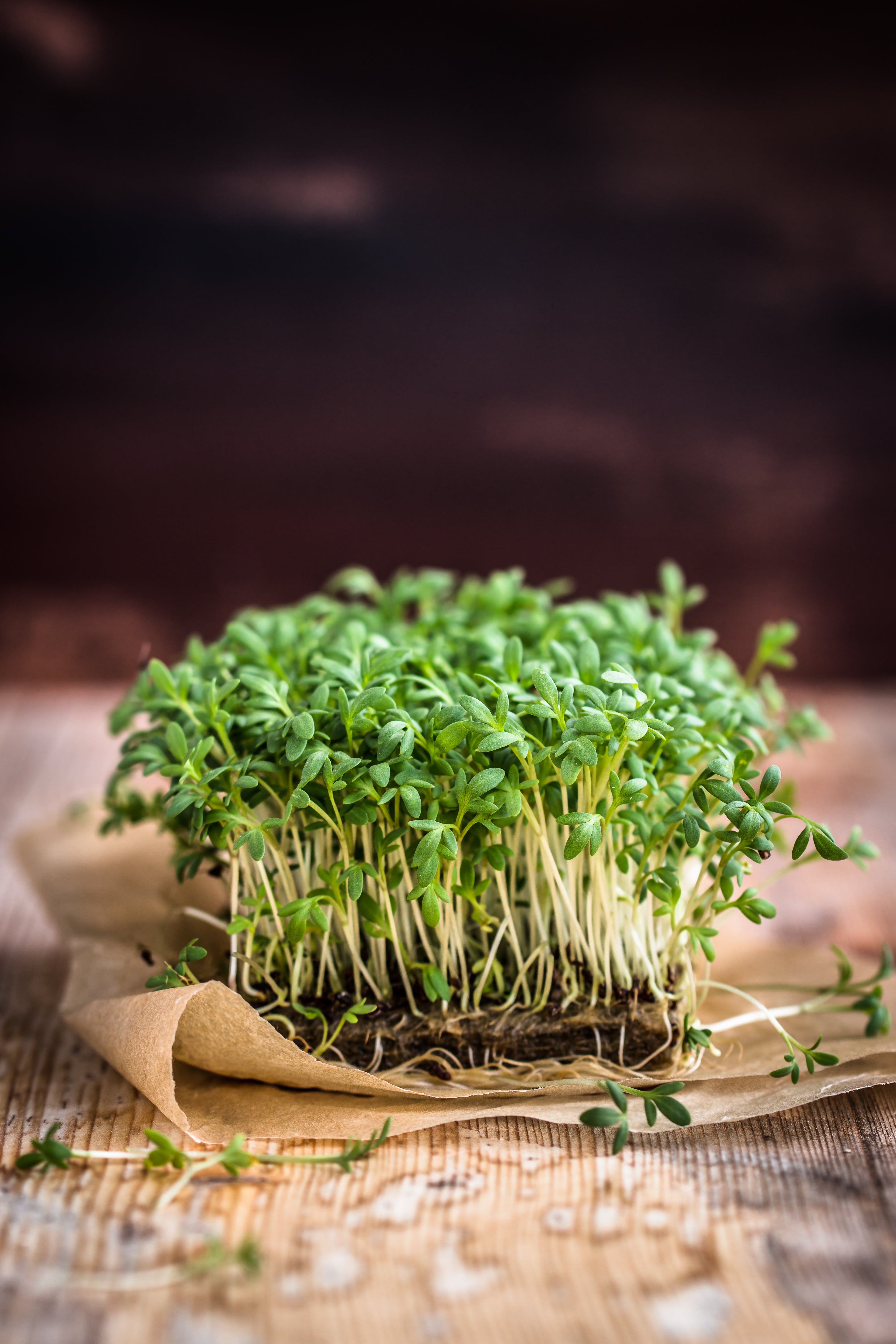 Cress, Curled Seed Packets – Bentley Seeds