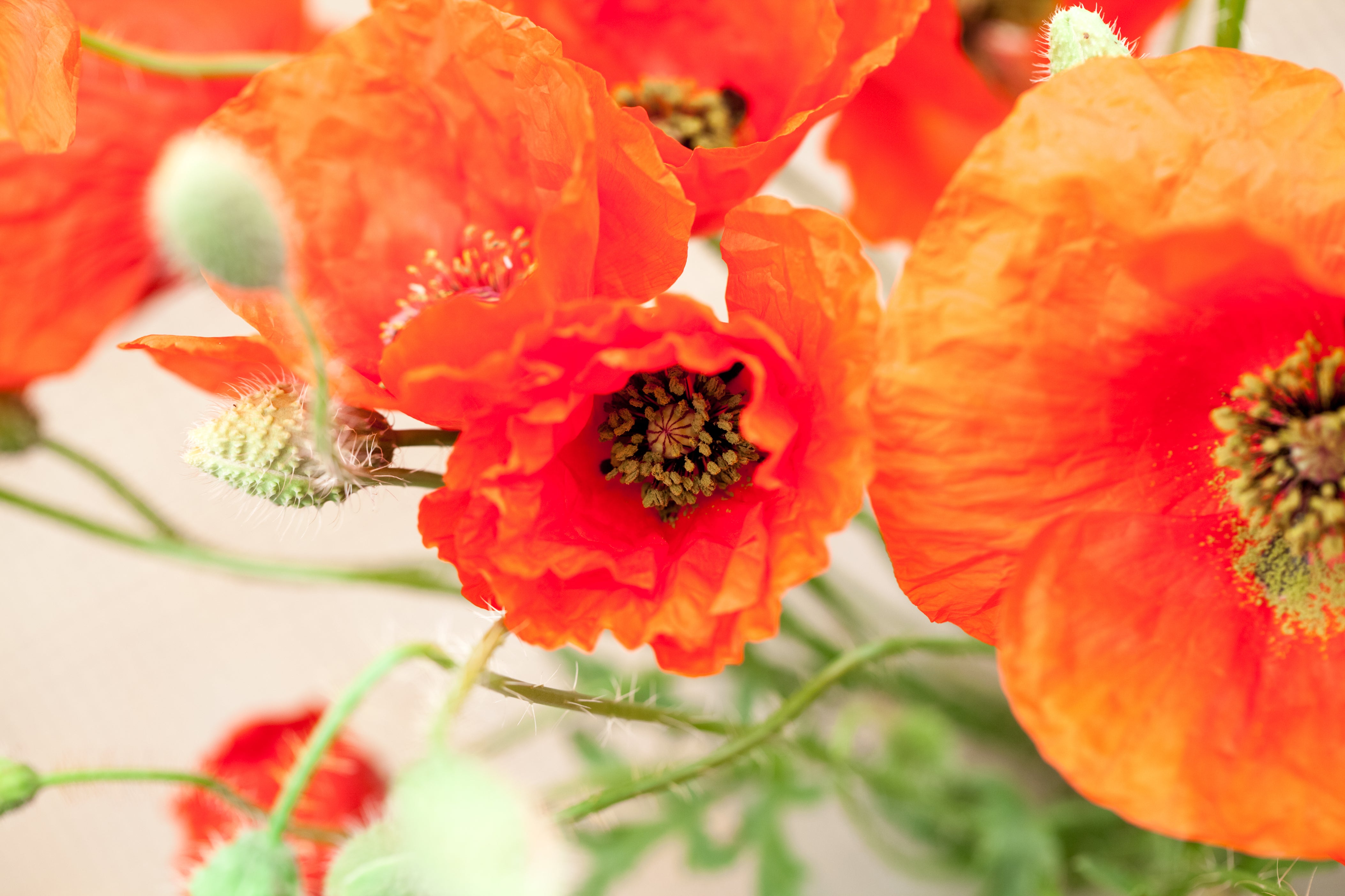 Memorial Cardinal - Flanders Poppy Seed Packets | Bentley Seeds