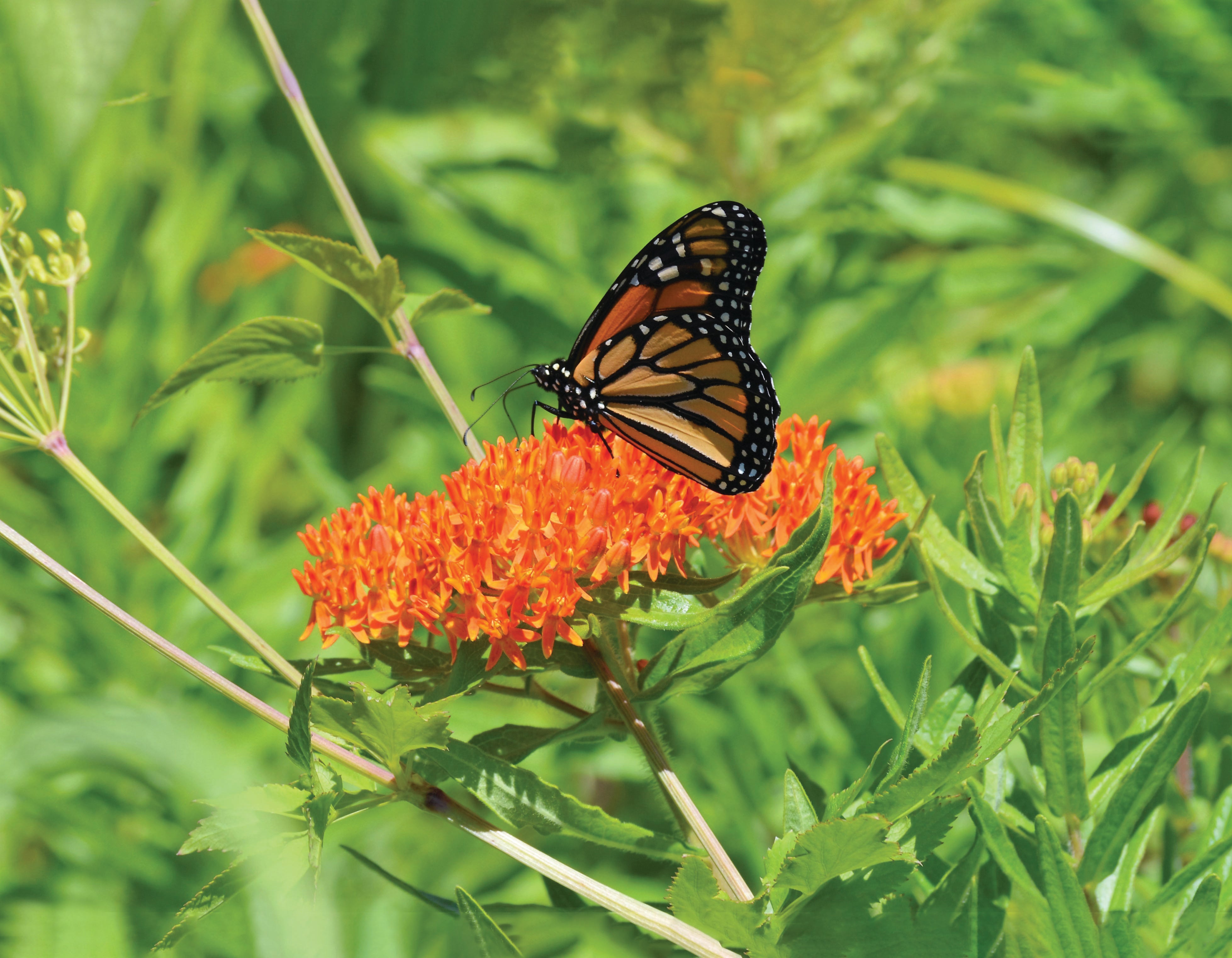 Regional Help The Butterflies - Butterfly Milkweed Seed Packets ...